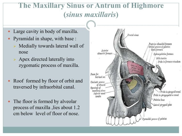 Anatomy of maxilla and its development | PPTX