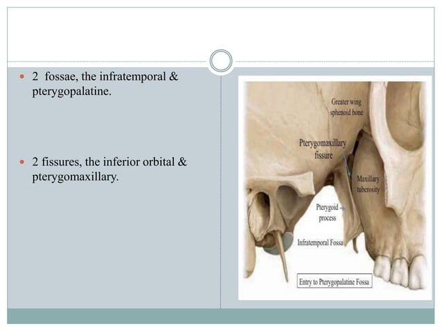 Anatomy of maxilla and its development | PPTX