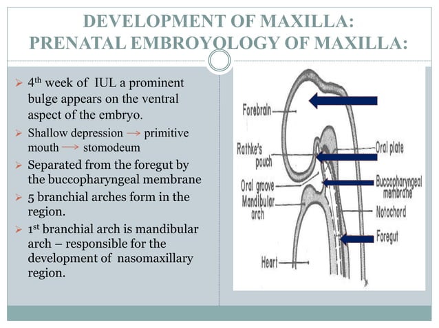 Anatomy of maxilla and its development | PPTX