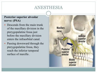 Anatomy of maxilla and its development | PPTX