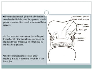 Anatomy of maxilla and its development | PPTX