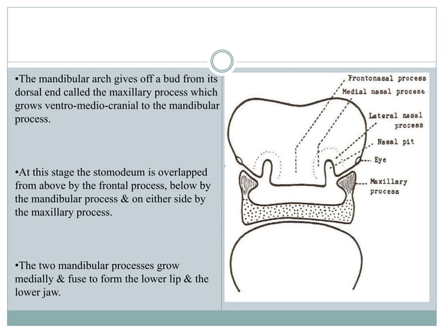 Anatomy of maxilla and its development | PPTX