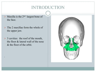 Anatomy of maxilla and its development | PPT