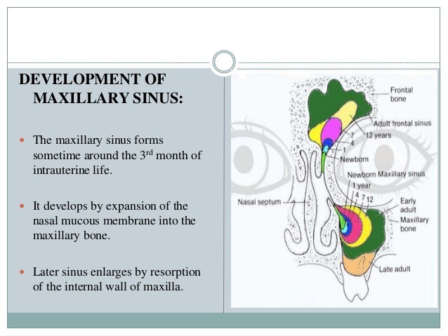 Anatomy of maxilla and its development
