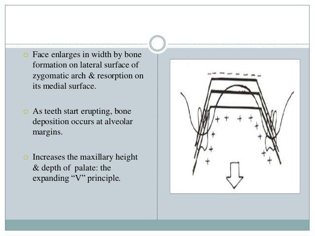 Anatomy of maxilla and its development