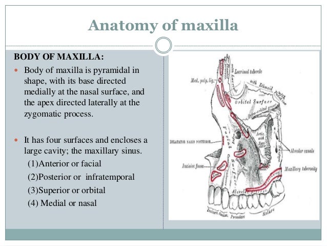 Anatomy of maxilla and its development