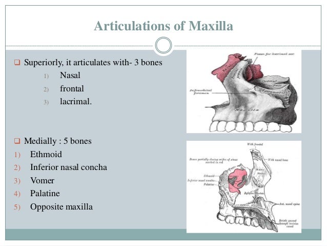 Anatomy of maxilla and its development