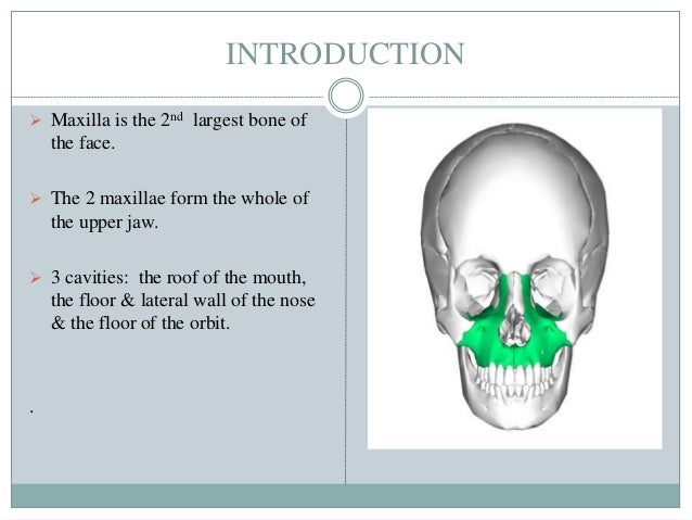 Anatomy of maxilla and its development