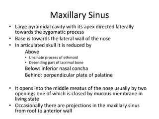 Anatomy of maxilla and mandible | PPTX