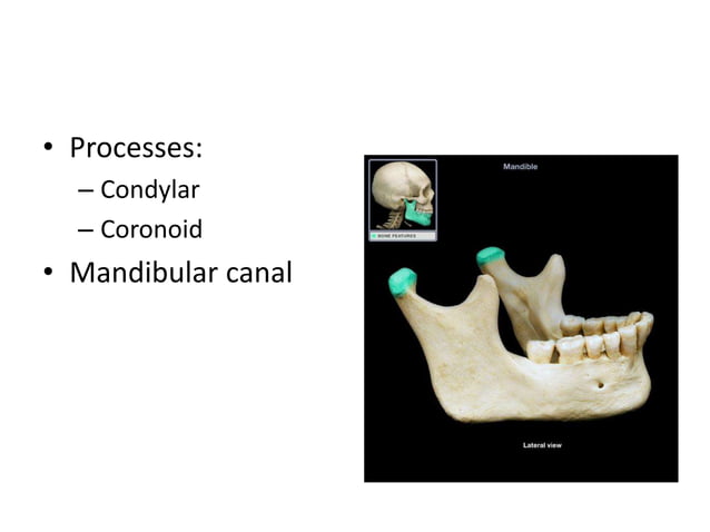 Anatomy of maxilla and mandible | PPTX | Ear, Nose and Throat ...