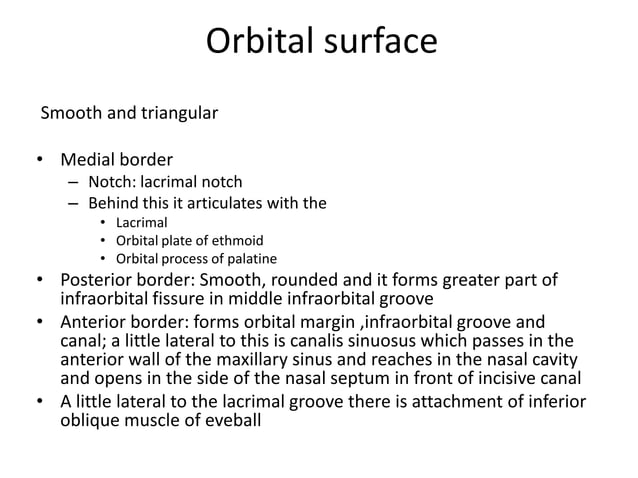 Anatomy of maxilla and mandible | PPTX | Ear, Nose and Throat ...