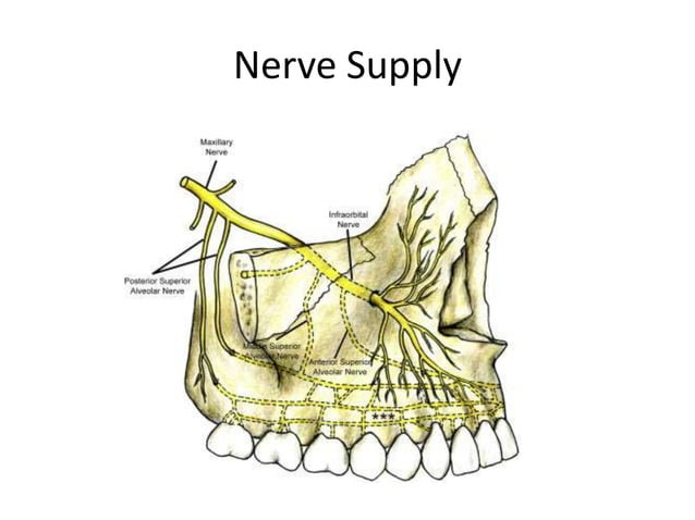 Anatomy of maxilla and mandible