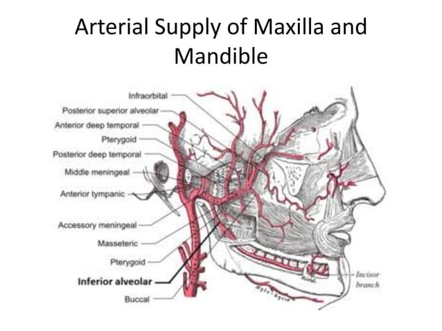 Anatomy of maxilla and mandible