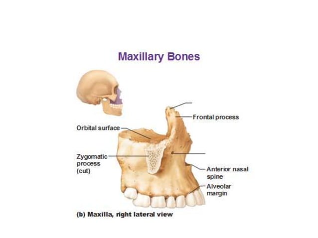 Anatomy of maxilla and mandible