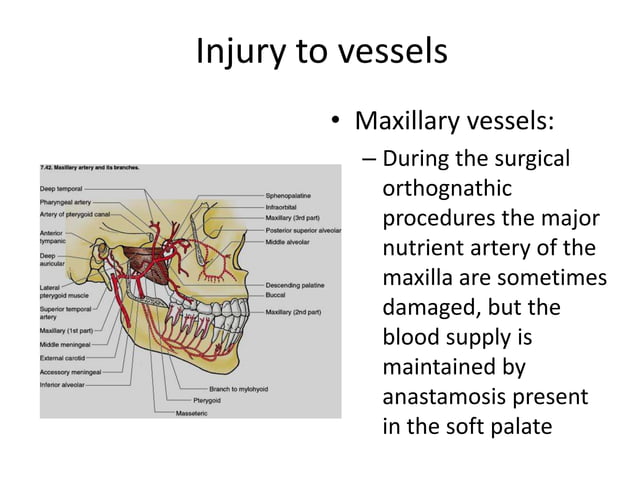 Anatomy of maxilla and mandible