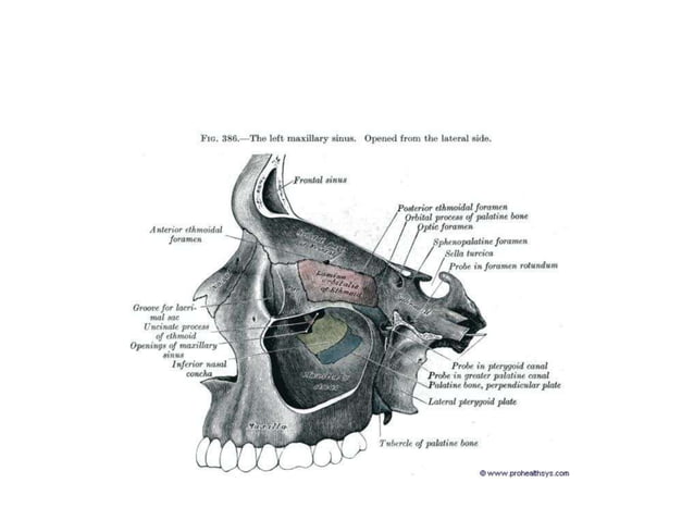Anatomy of maxilla and mandible
