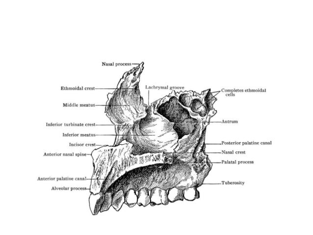 Anatomy Of Mandible And Maxilla Anatomy Of Maxilla And Mandible