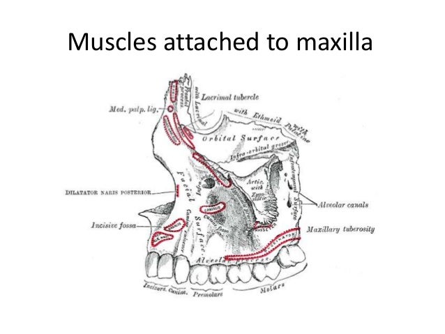 Anatomy of maxilla and mandible