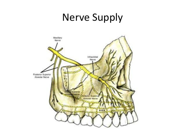 Anatomy Of Mandible And Maxilla Anatomy Of Maxilla And Mandible