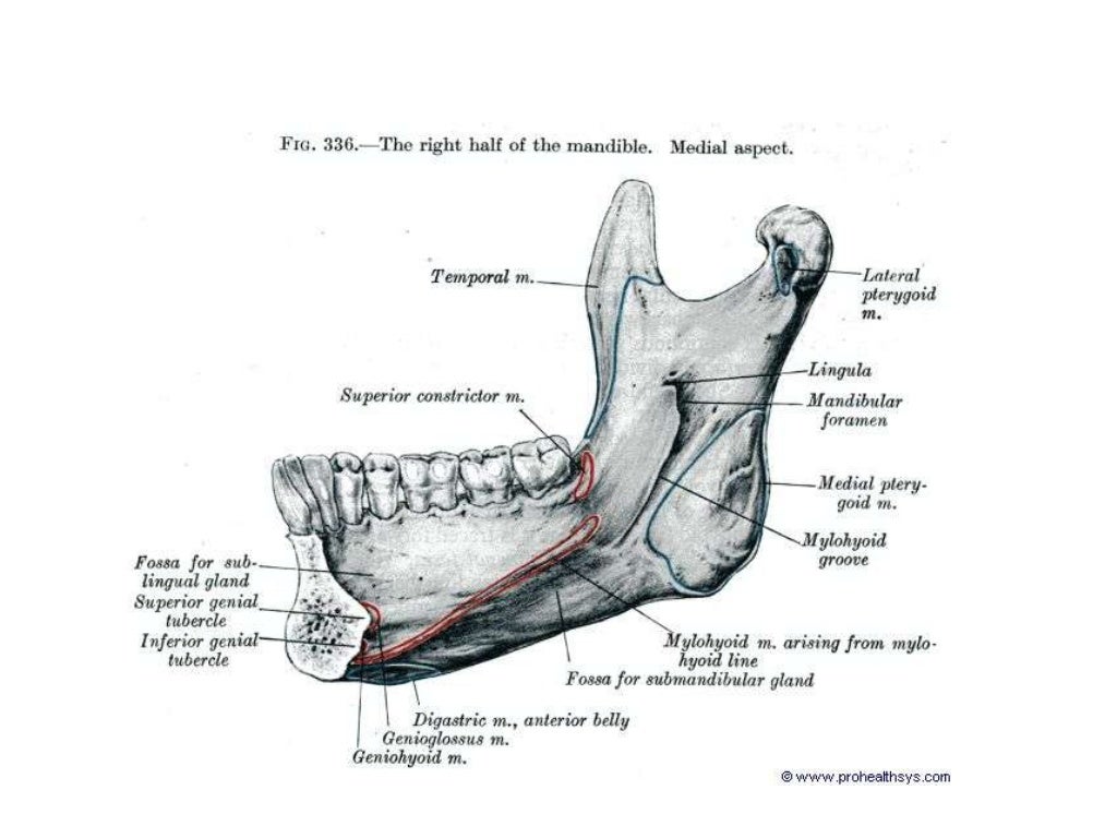 Anatomy of maxilla and mandible