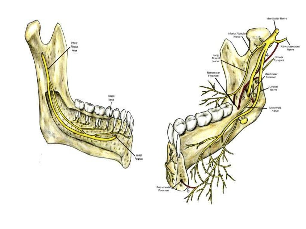 Anatomy of maxilla and mandible