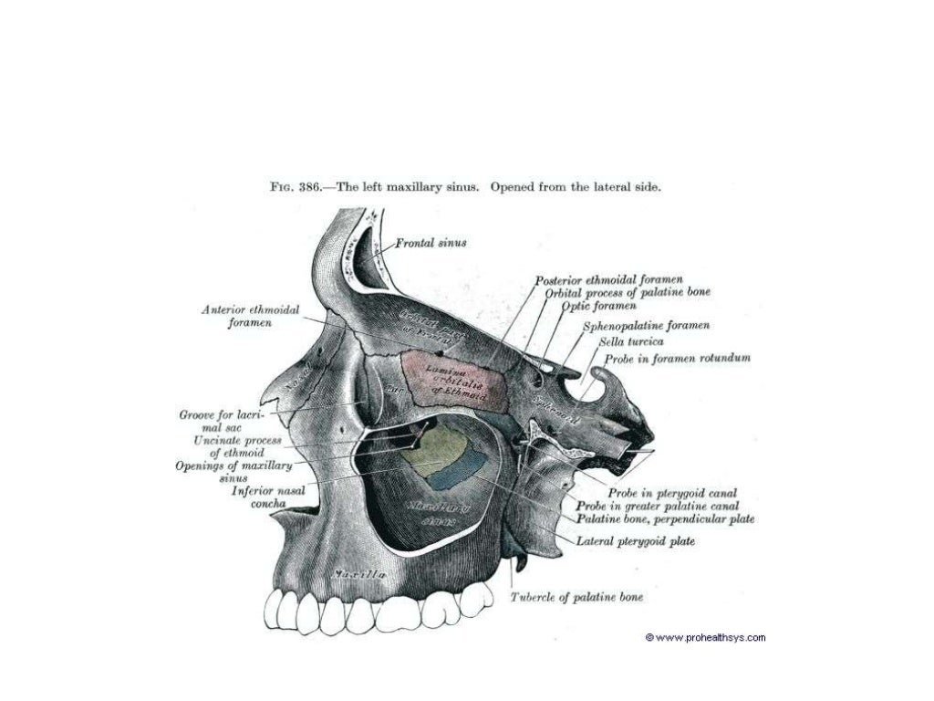 Anatomy Maxilla Jaw Upper Fossa Canine Surface Left Maxillary Human ...
