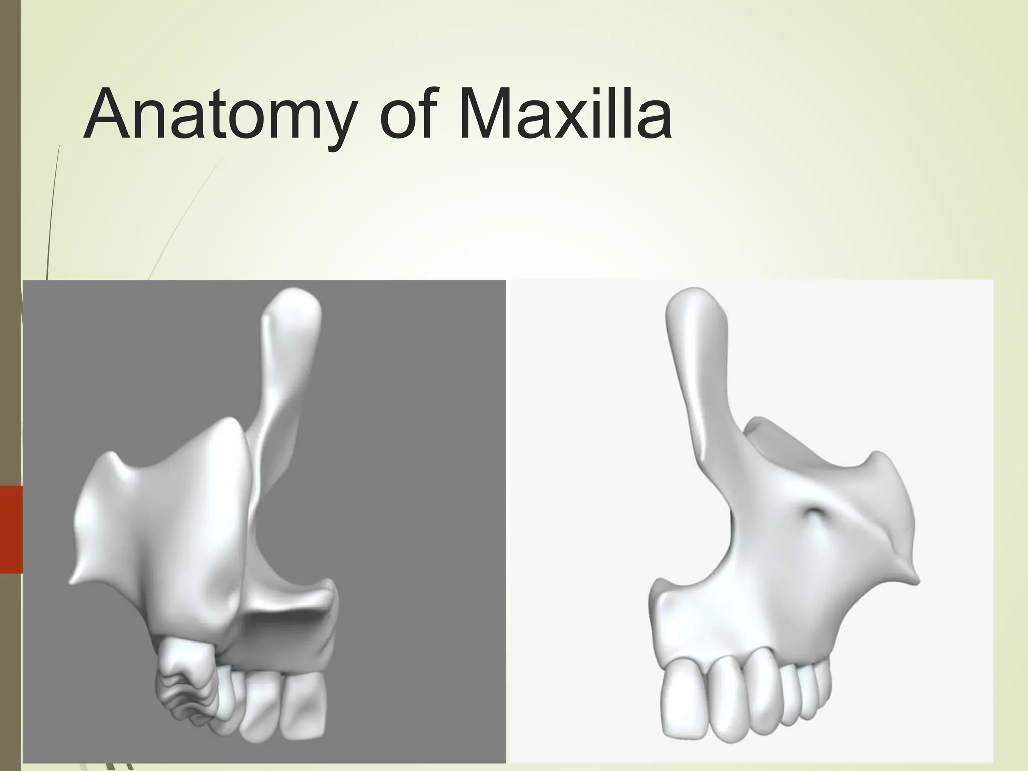 anatomy of maxilla and mandible.pptx omfs | PPTX