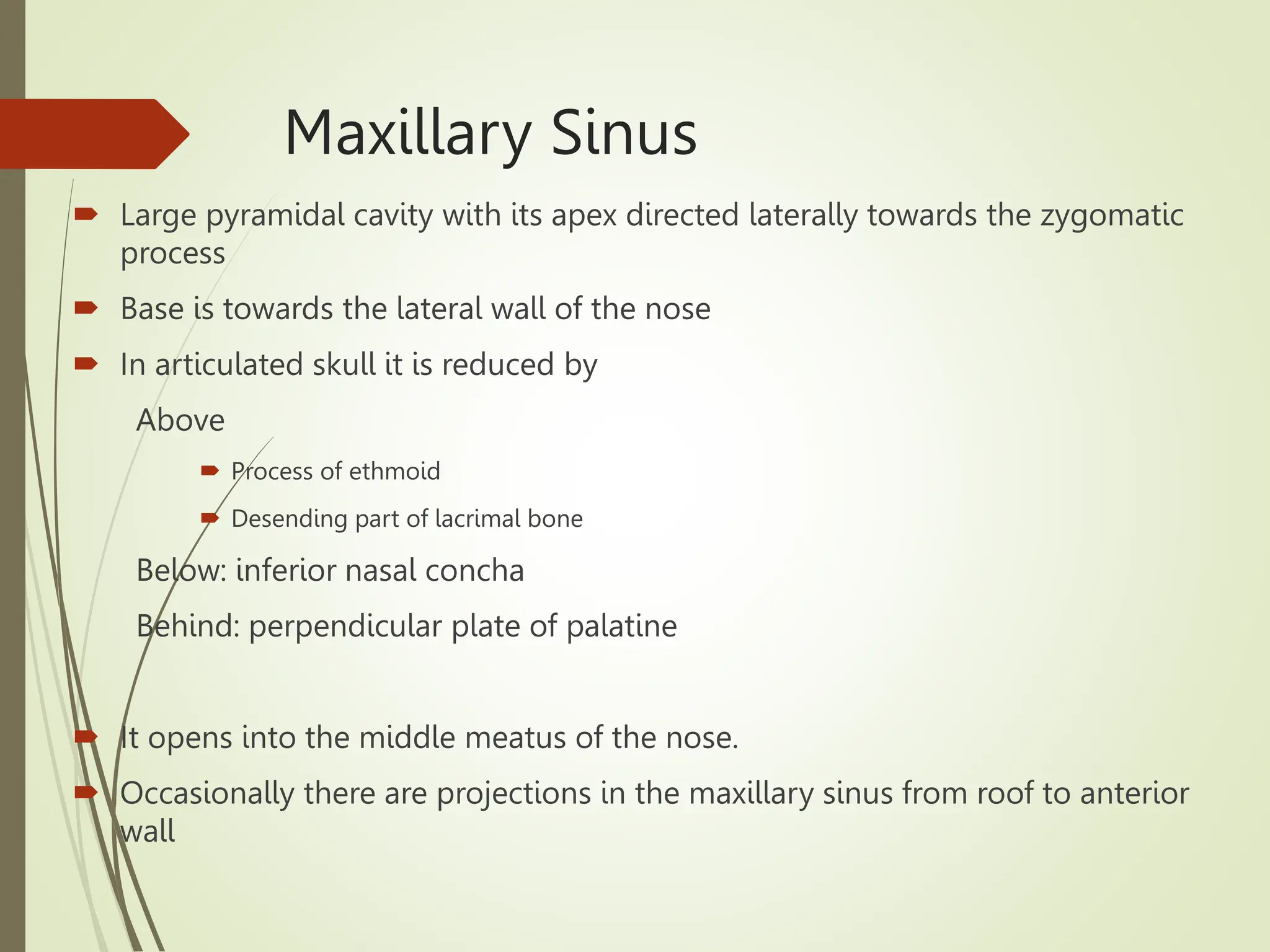 anatomy of maxilla and mandible.pptx omfs | PPTX