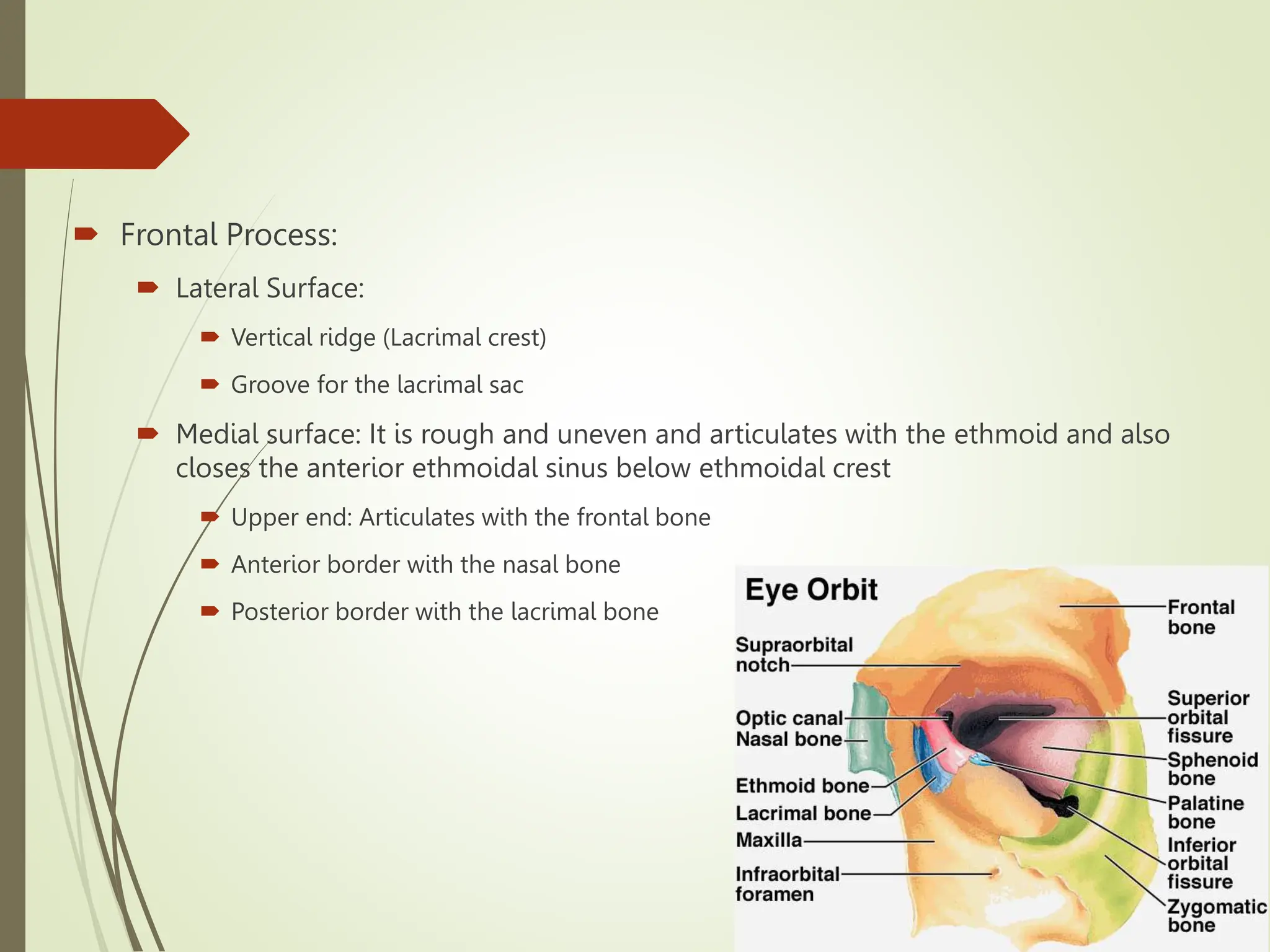 anatomy of maxilla and mandible.pptx omfs | PPTX