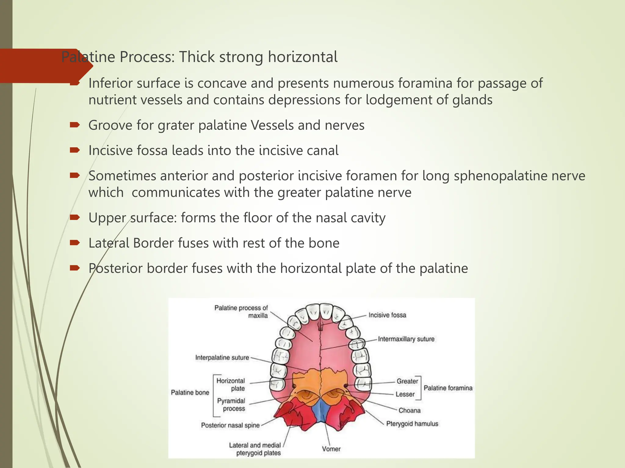 anatomy of maxilla and mandible.pptx omfs | PPTX