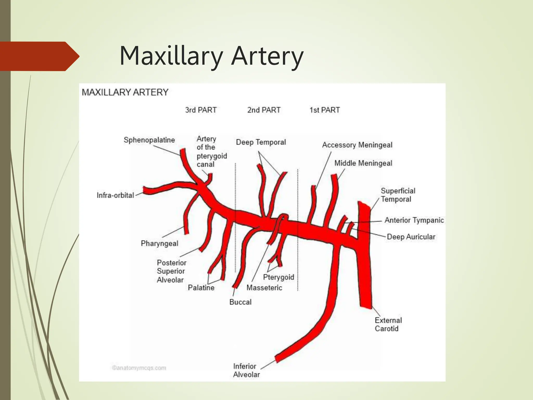 anatomy of maxilla and mandible.pptx omfs | PPTX