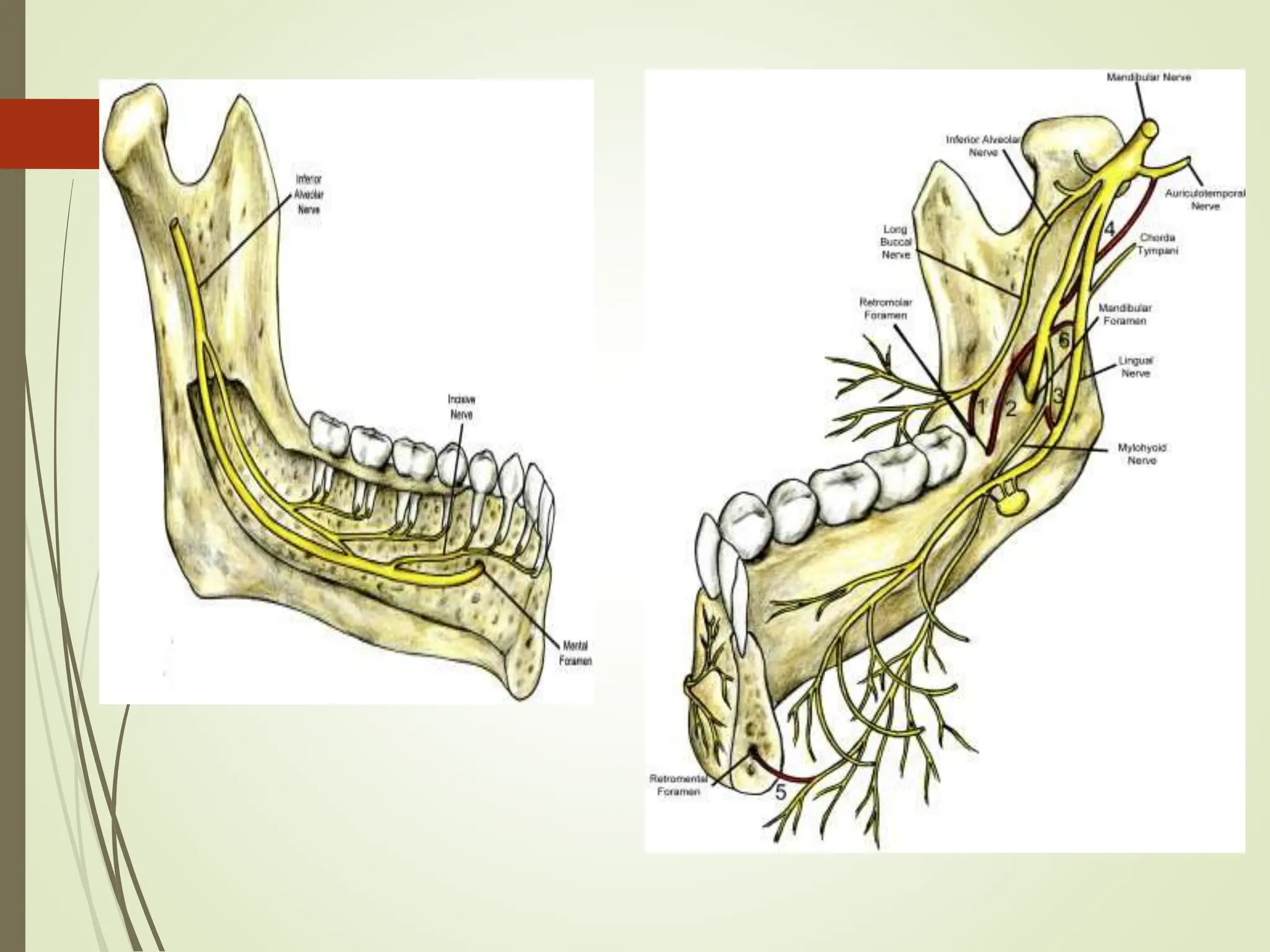 anatomy of maxilla and mandible.pptx omfs | PPTX