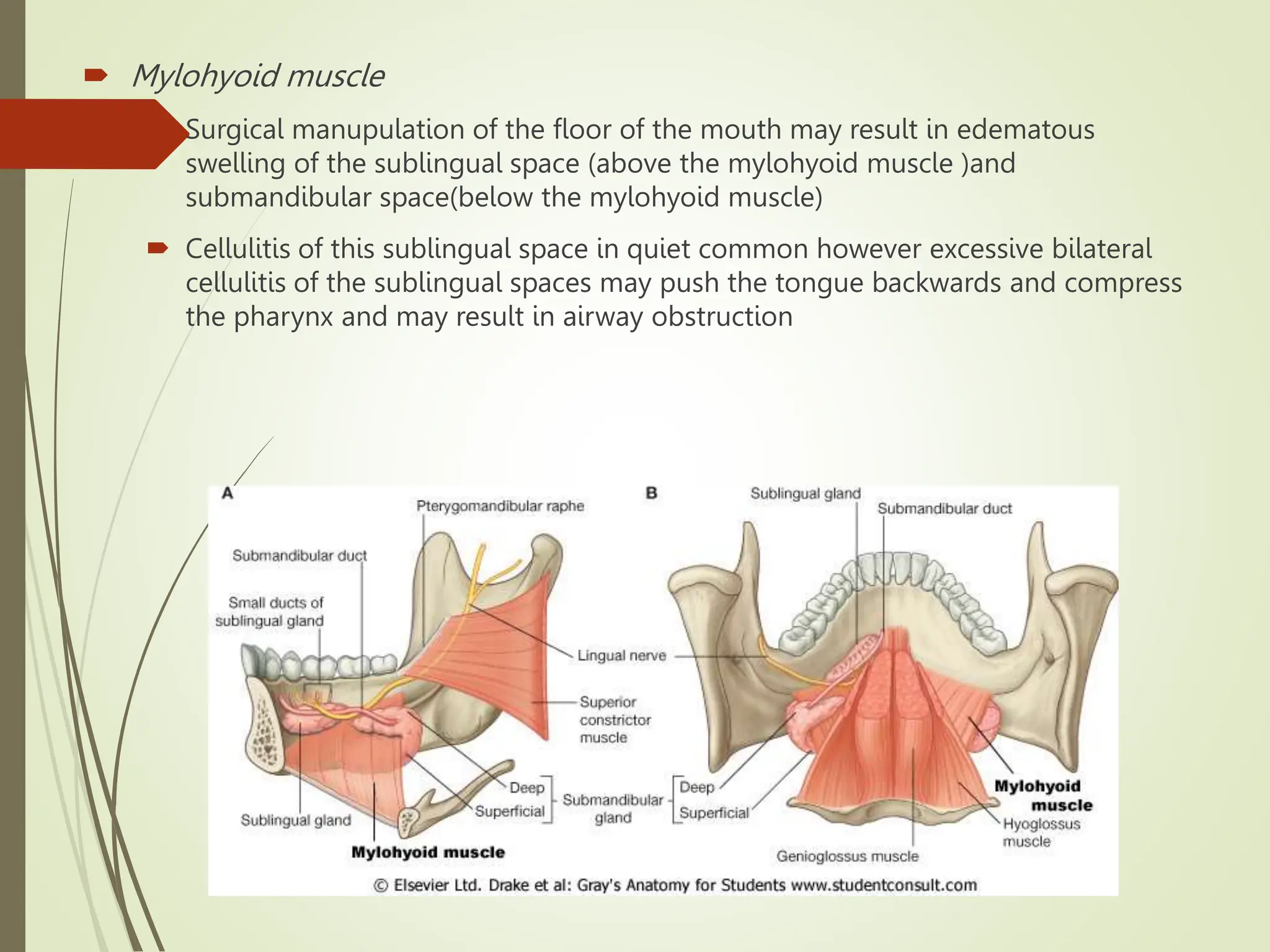 anatomy of maxilla and mandible.pptx omfs | PPTX