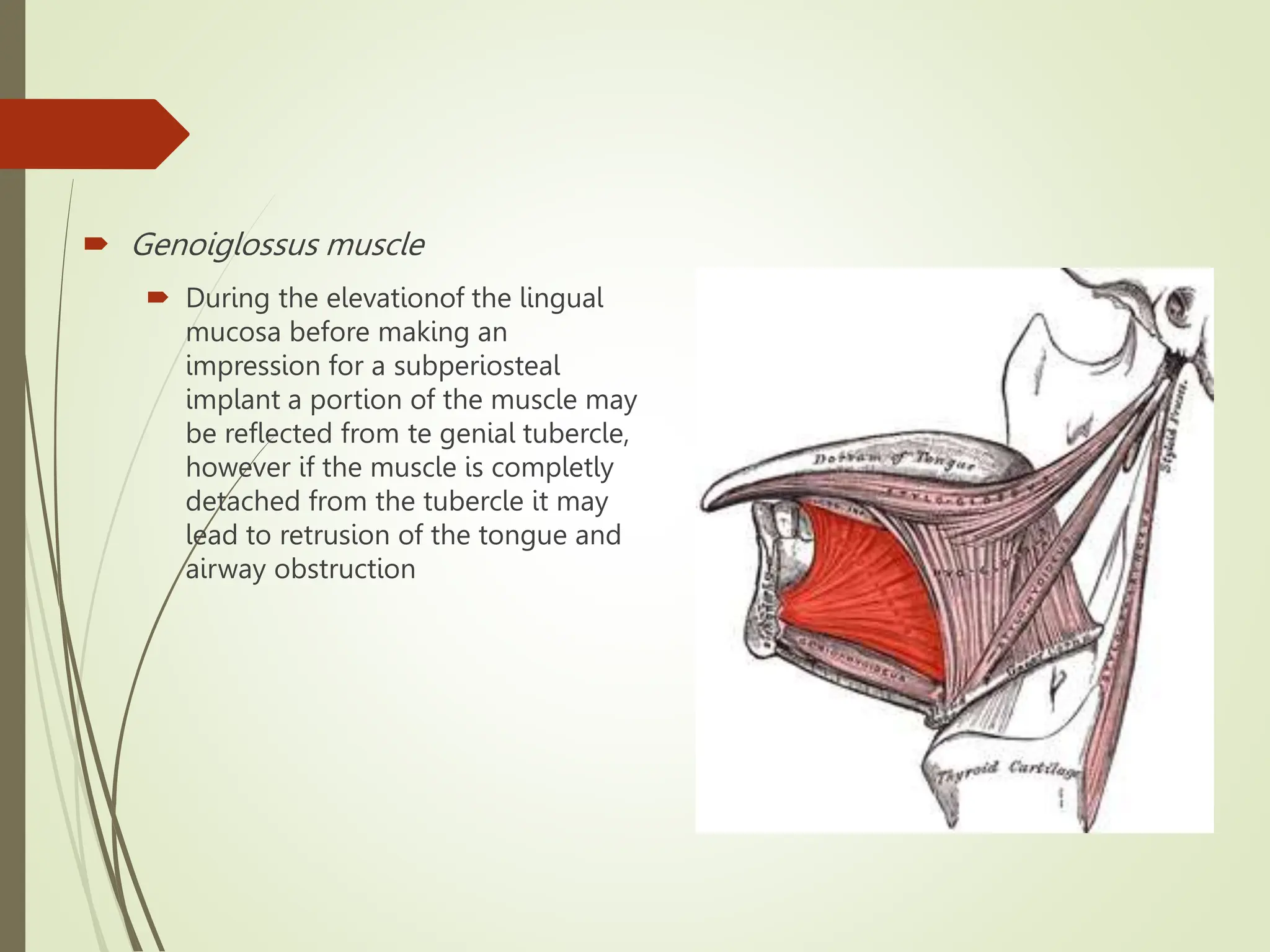 anatomy of maxilla and mandible.pptx omfs | PPTX