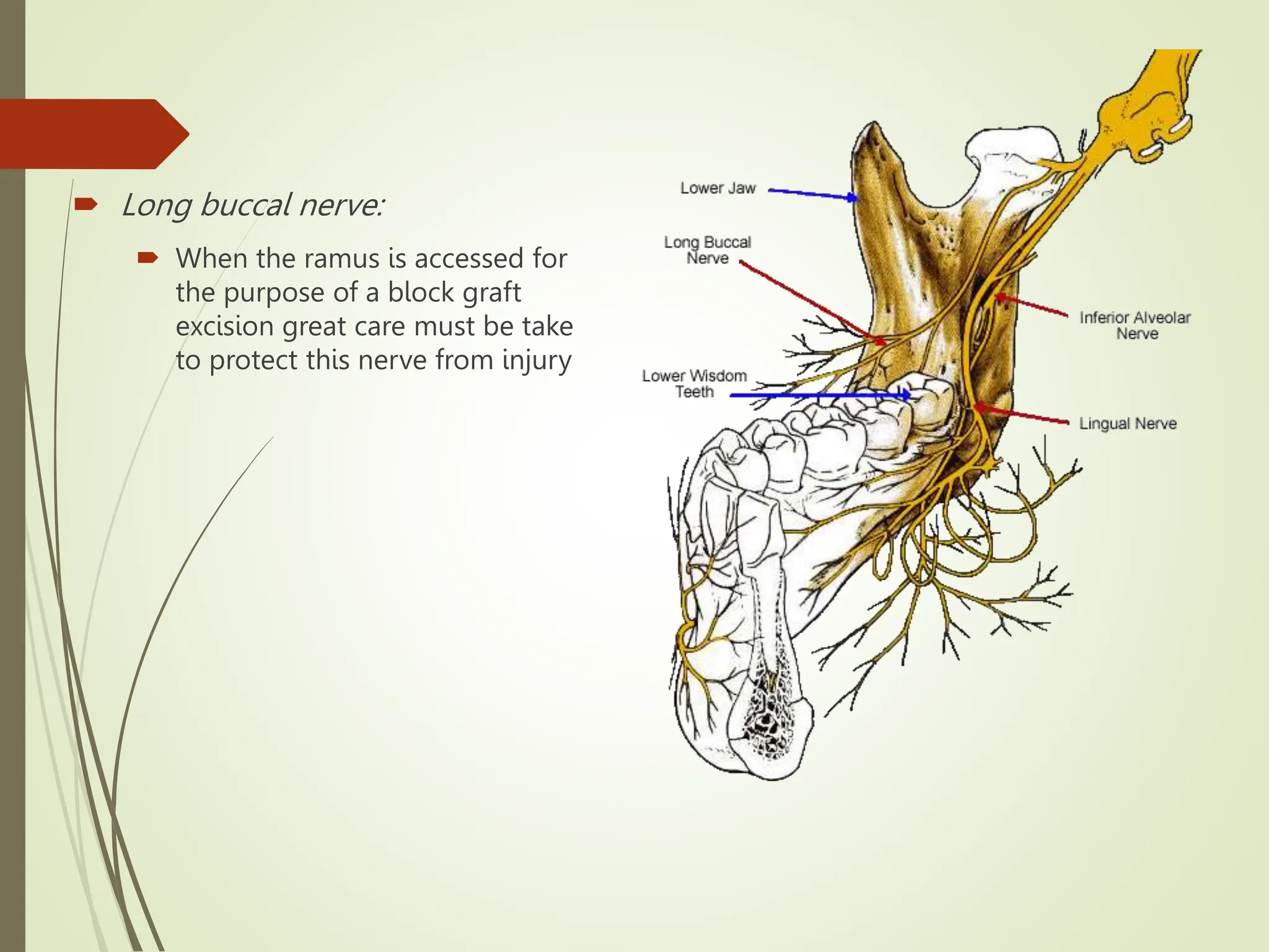 anatomy of maxilla and mandible.pptx omfs | PPTX
