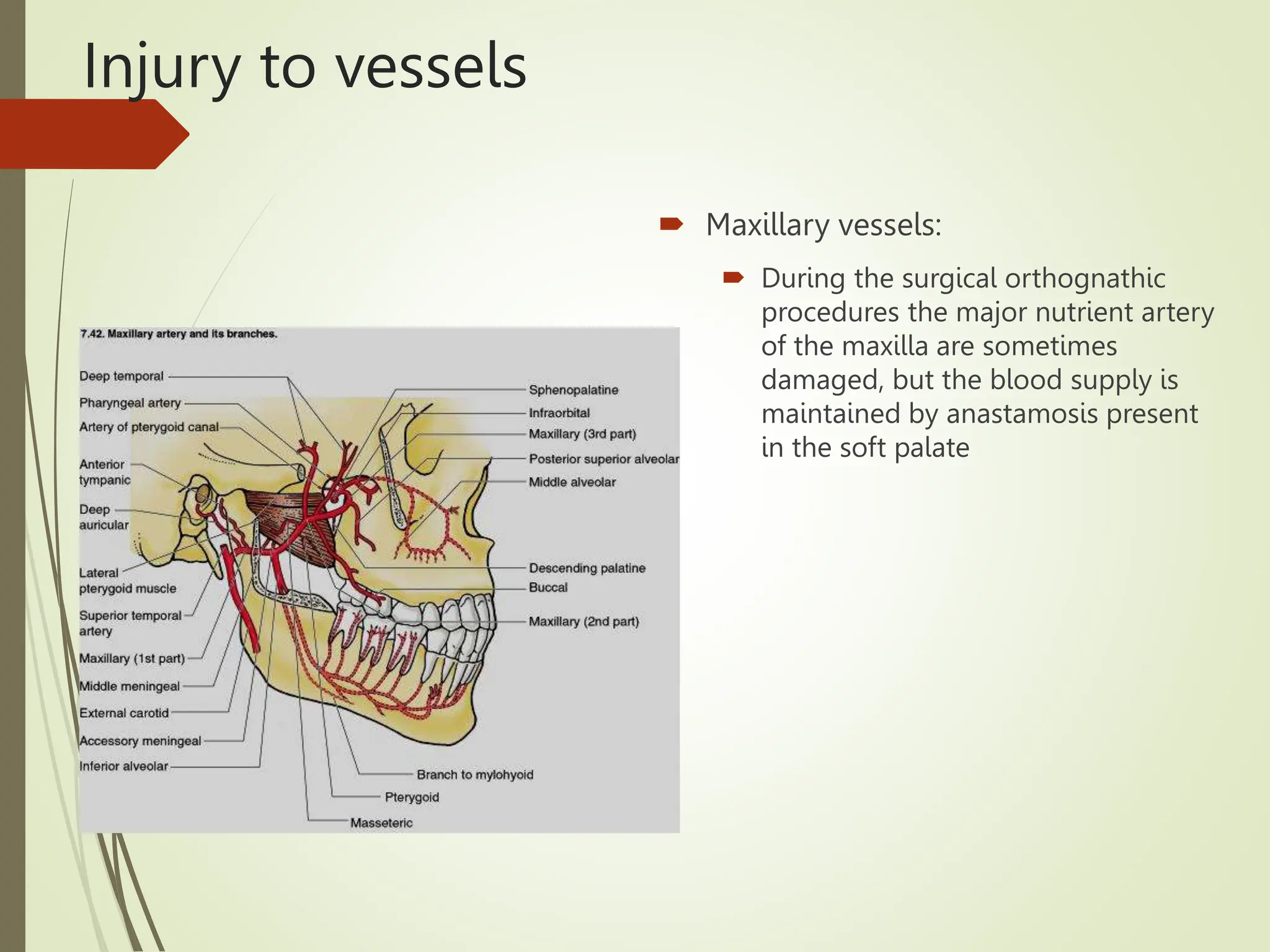 anatomy of maxilla and mandible.pptx omfs | PPTX