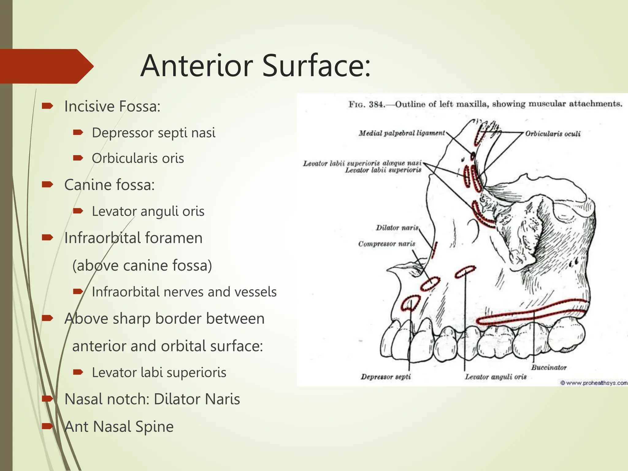 anatomy of maxilla and mandible.pptx omfs | PPTX