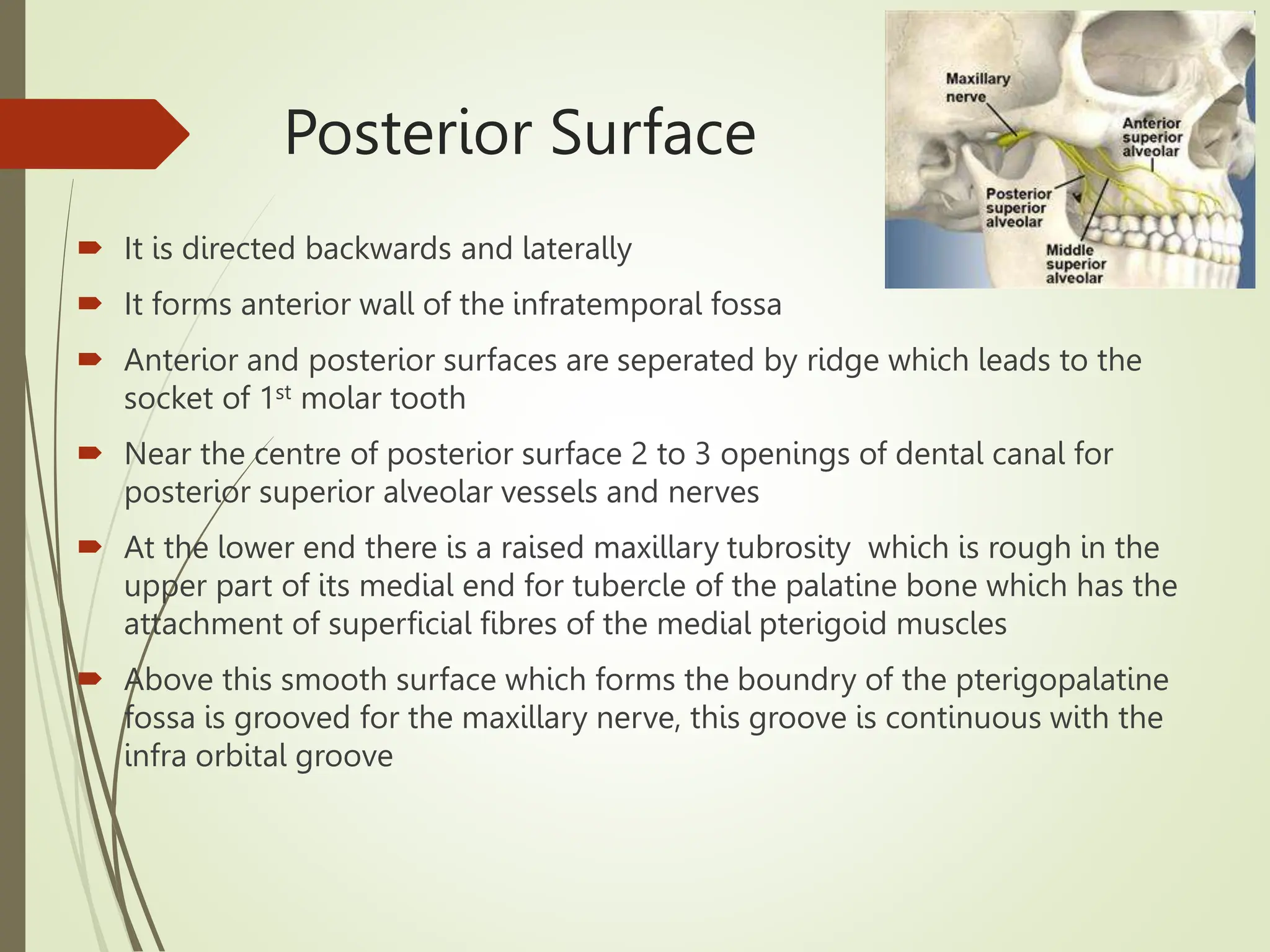 anatomy of maxilla and mandible.pptx omfs | PPTX