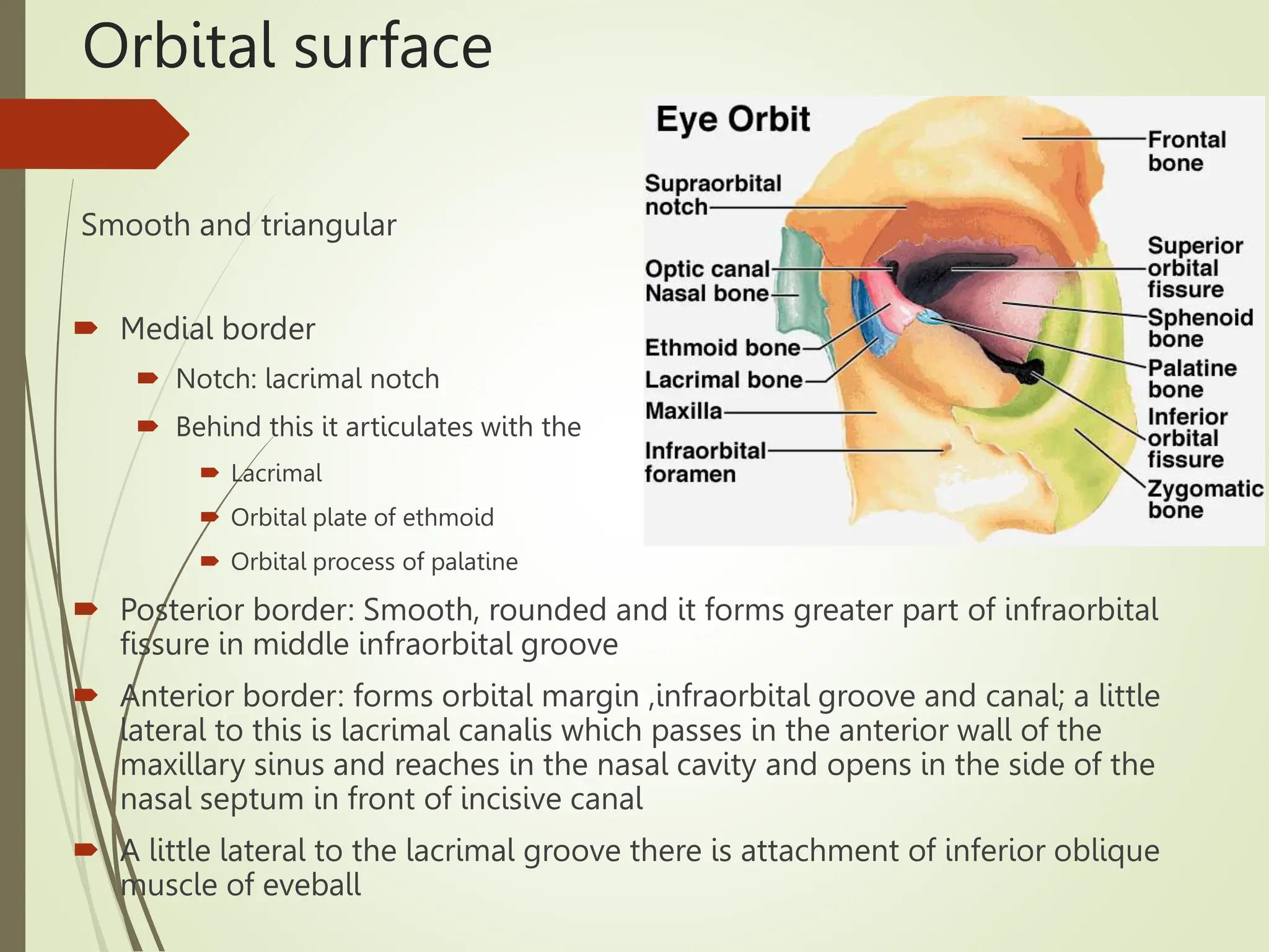 anatomy of maxilla and mandible.pptx omfs | PPTX