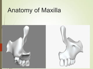 anatomy of maxilla and mandible.pptx omfs | PPTX