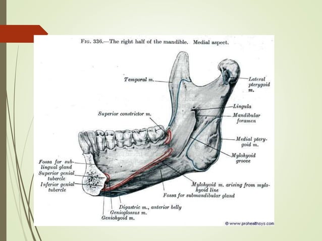 anatomy of maxilla and mandible.pptx omfs | PPTX