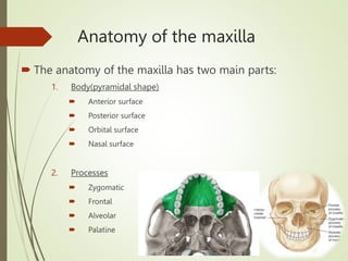 anatomy of maxilla and mandible.pptx omfs | PPTX