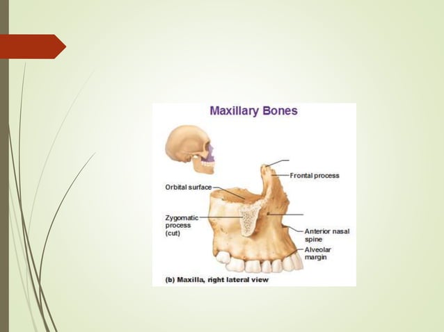 anatomy of maxilla and mandible.pptx omfs | PPTX