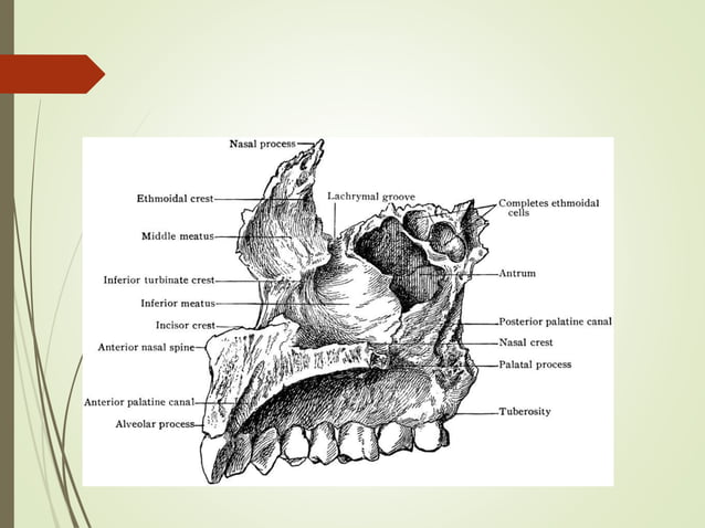 anatomy of maxilla and mandible.pptx omfs | PPTX
