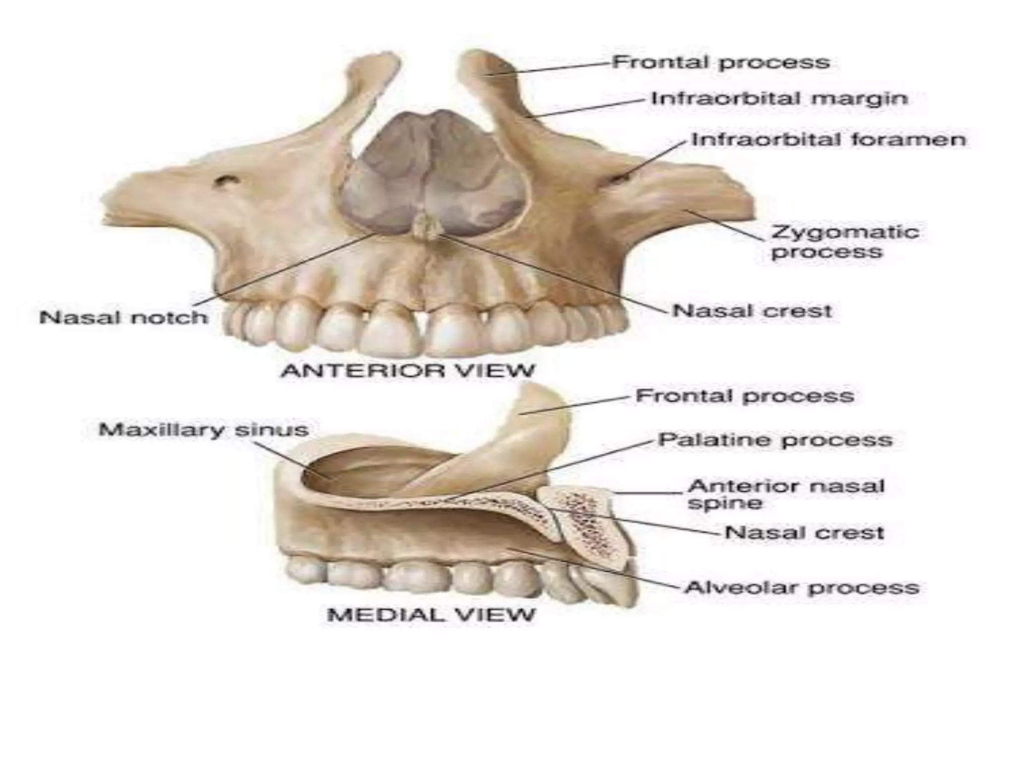 Anatomy of maxilla and mandible | PPTX