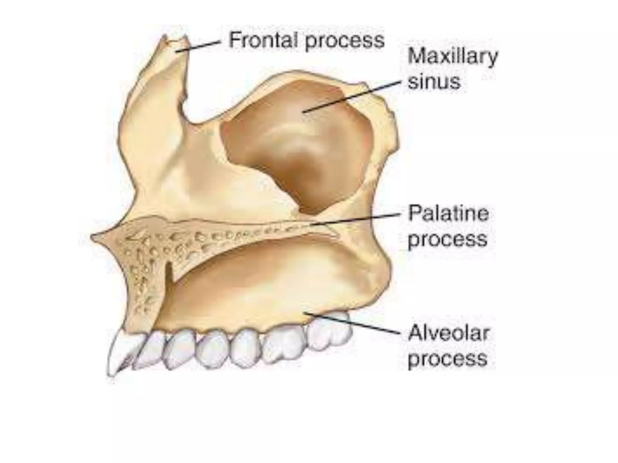 Anatomy of maxilla and mandible | PPT