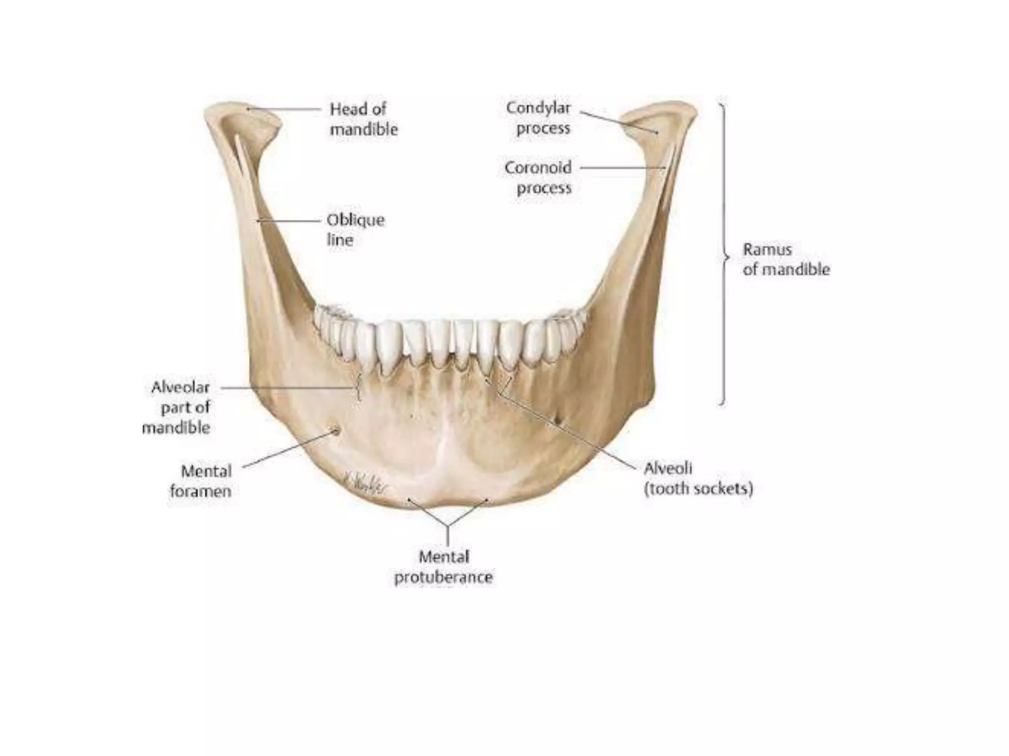 Anatomy of maxilla and mandible | PPT