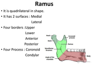 Anatomy of maxilla and mandible | PPTX