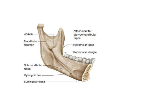 Anatomy of maxilla and mandible | PPT