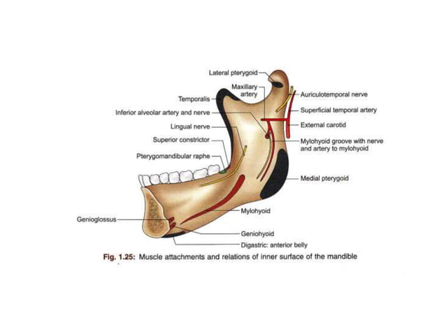 Anatomy of maxilla and mandible | PPT